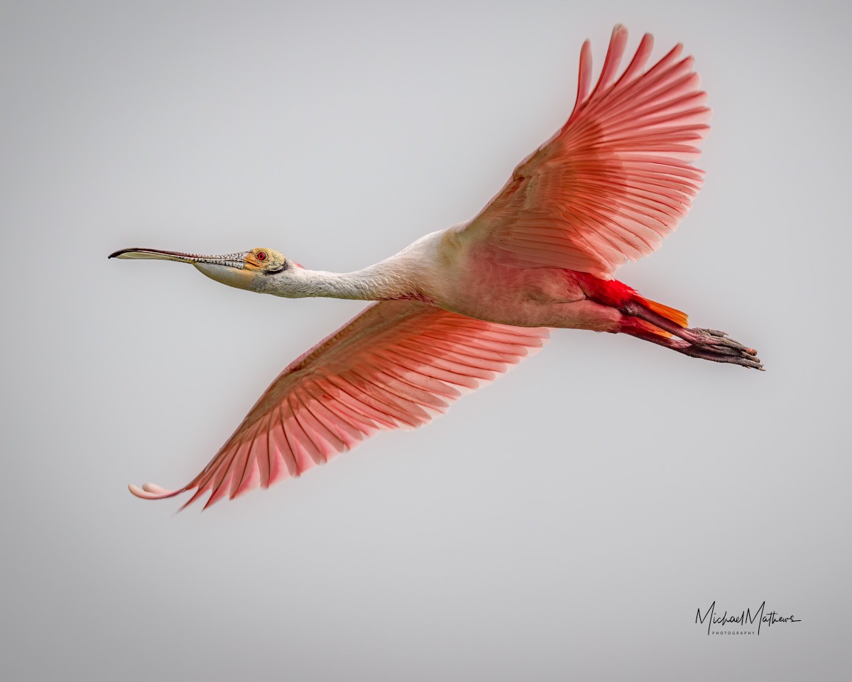 Photography Workshops - East Texas Birding