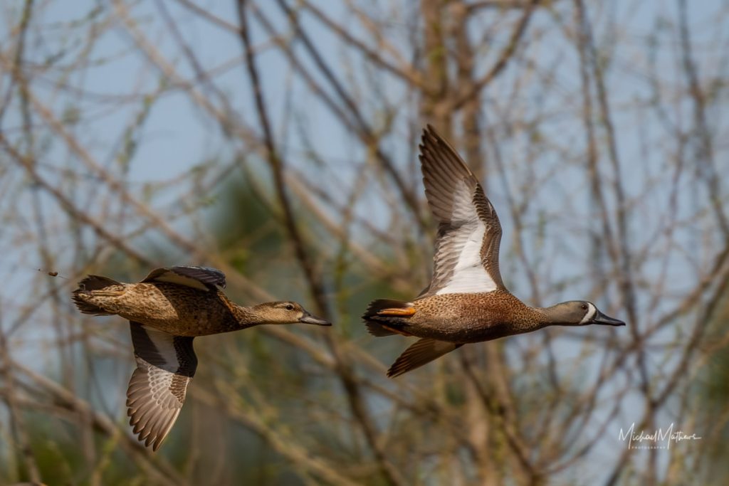 East Texas Bird ID Guide - East Texas Birding