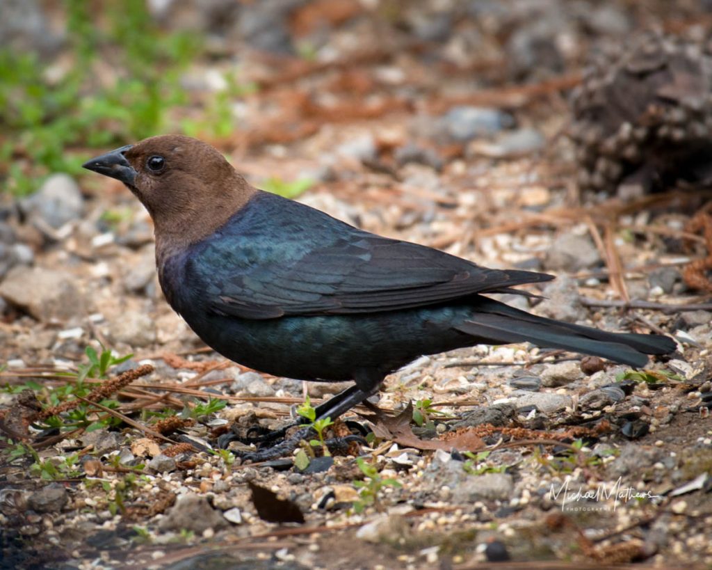 Bird ID - Page 4 - East Texas Birding