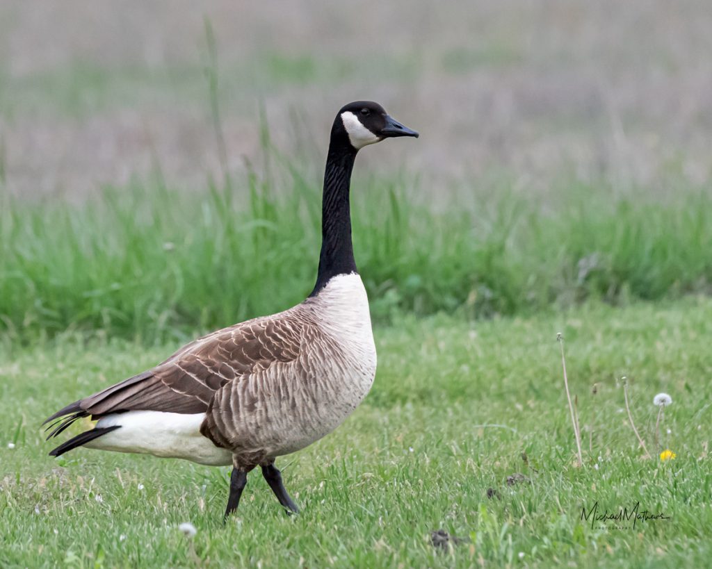 East Texas Bird ID Guide - East Texas Birding