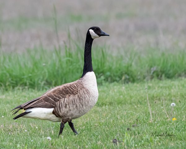 East Texas Bird ID Guide - East Texas Birding