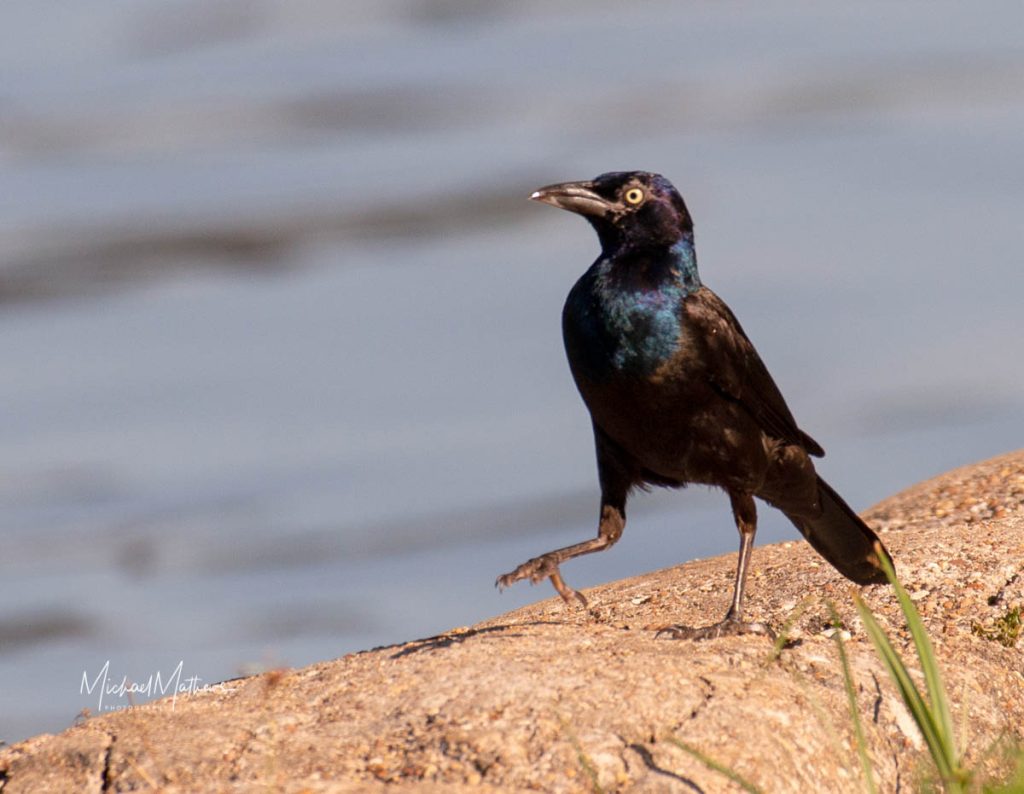 Bird ID - Page 4 - East Texas Birding