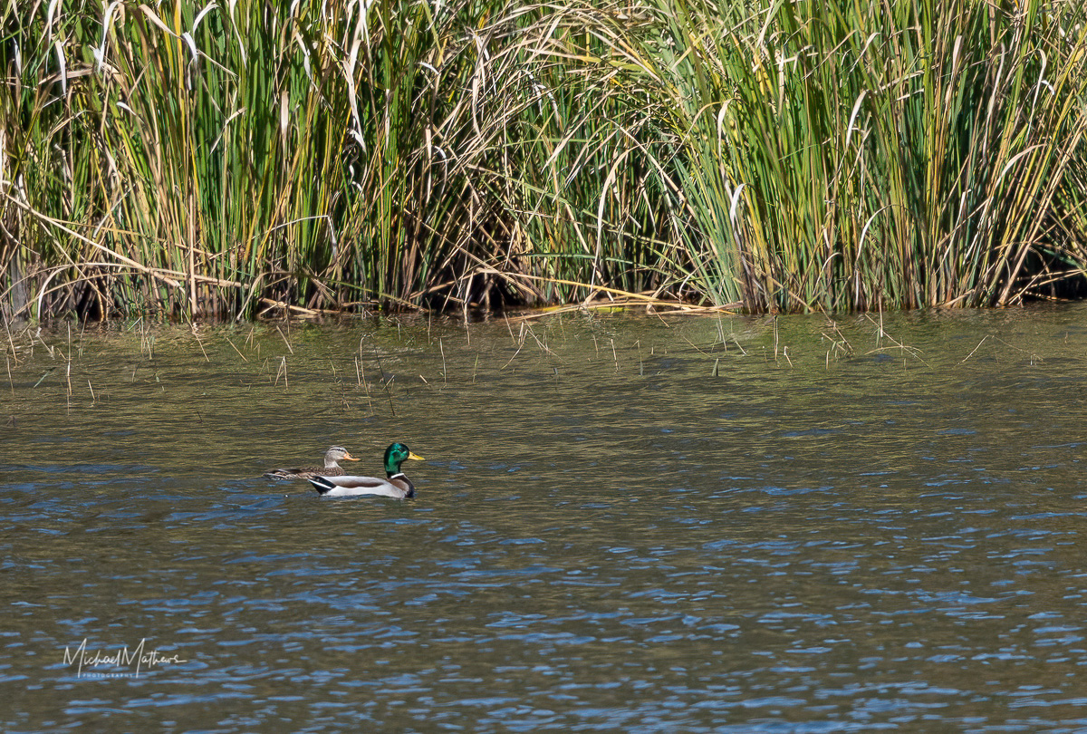 East Texas Bird ID Guide - East Texas Birding