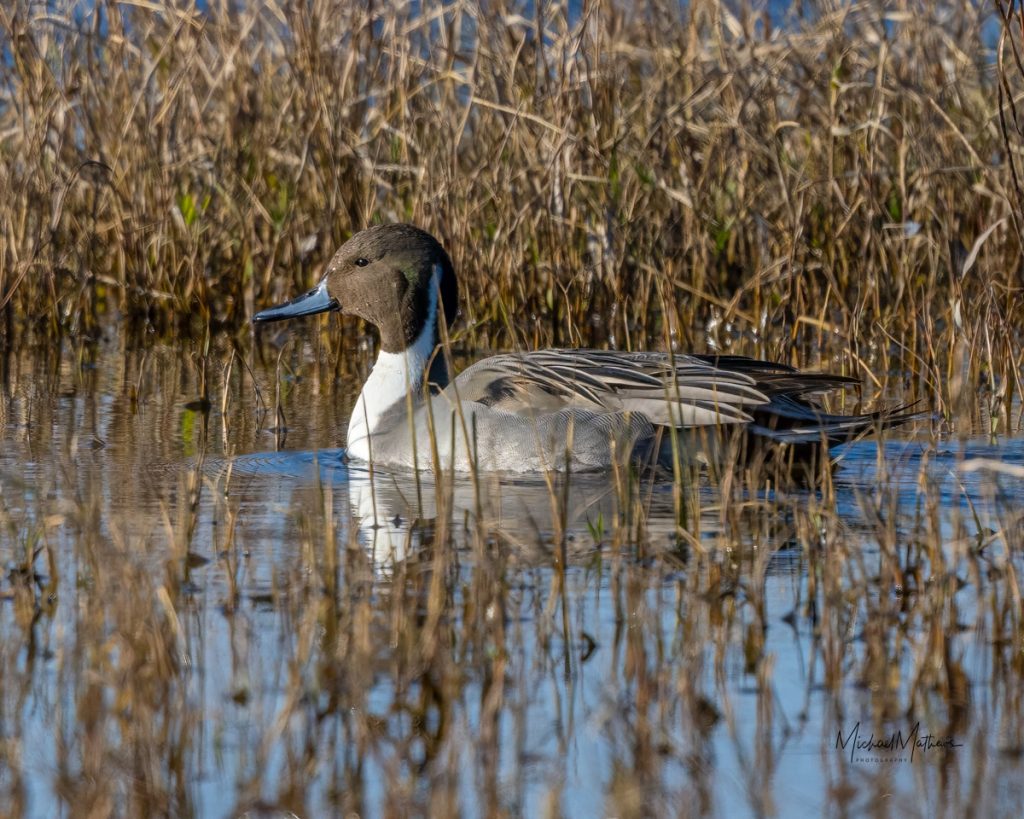 East Texas Bird ID Guide - East Texas Birding