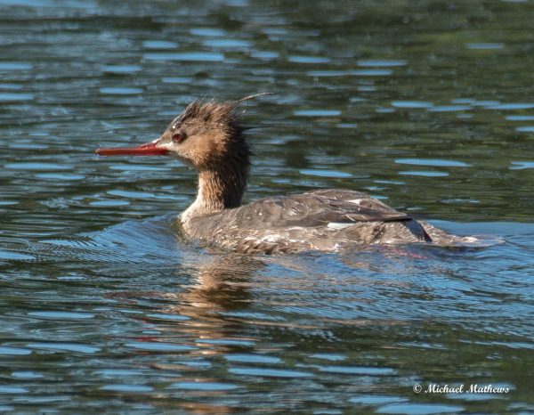 East Texas Bird ID Guide - East Texas Birding