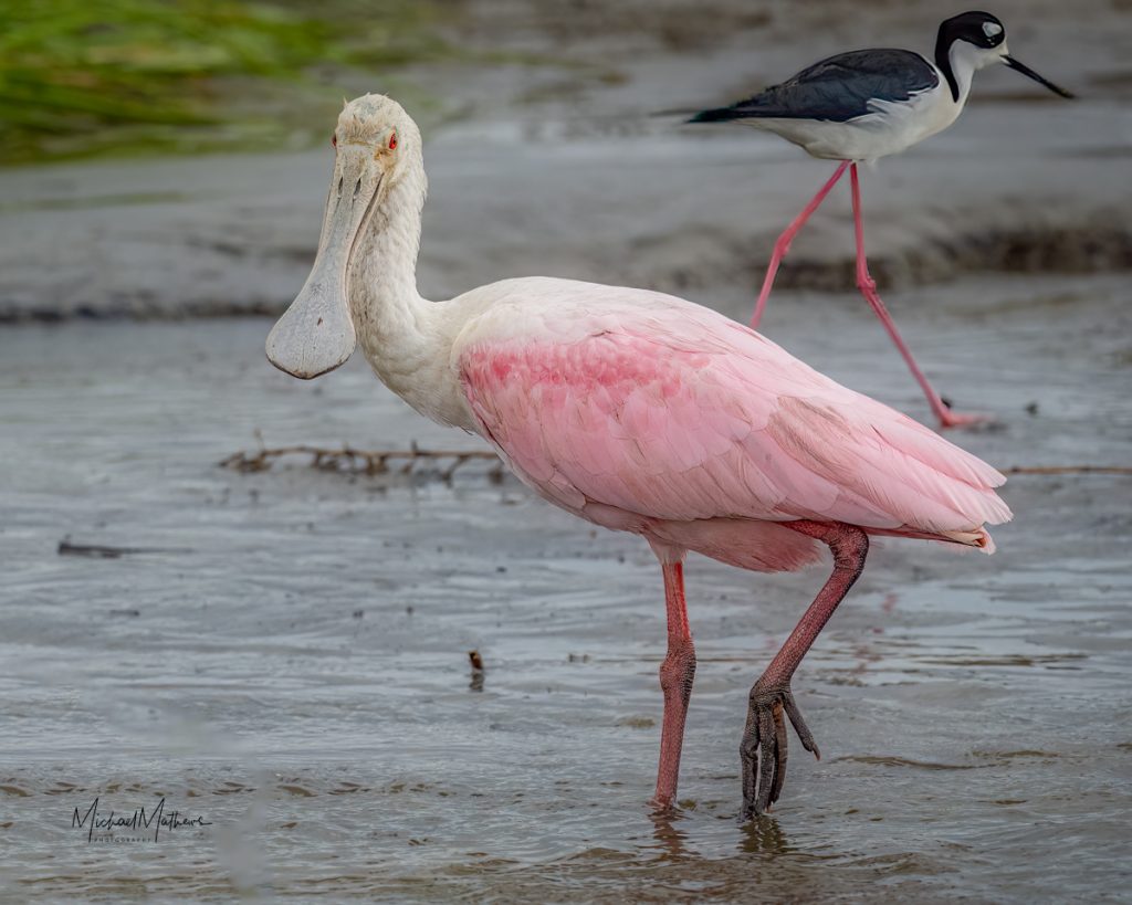 Bird ID - Page 2 - East Texas Birding