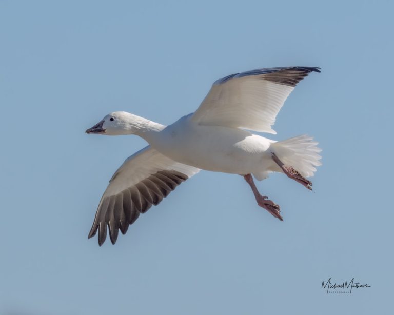 East Texas Bird ID Guide - East Texas Birding