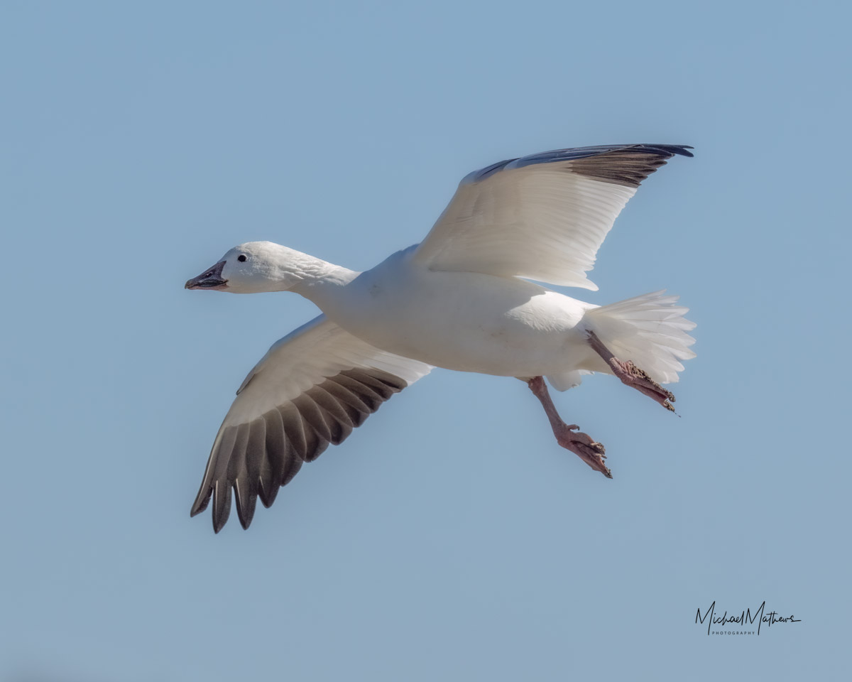 East Texas Bird ID Guide - East Texas Birding