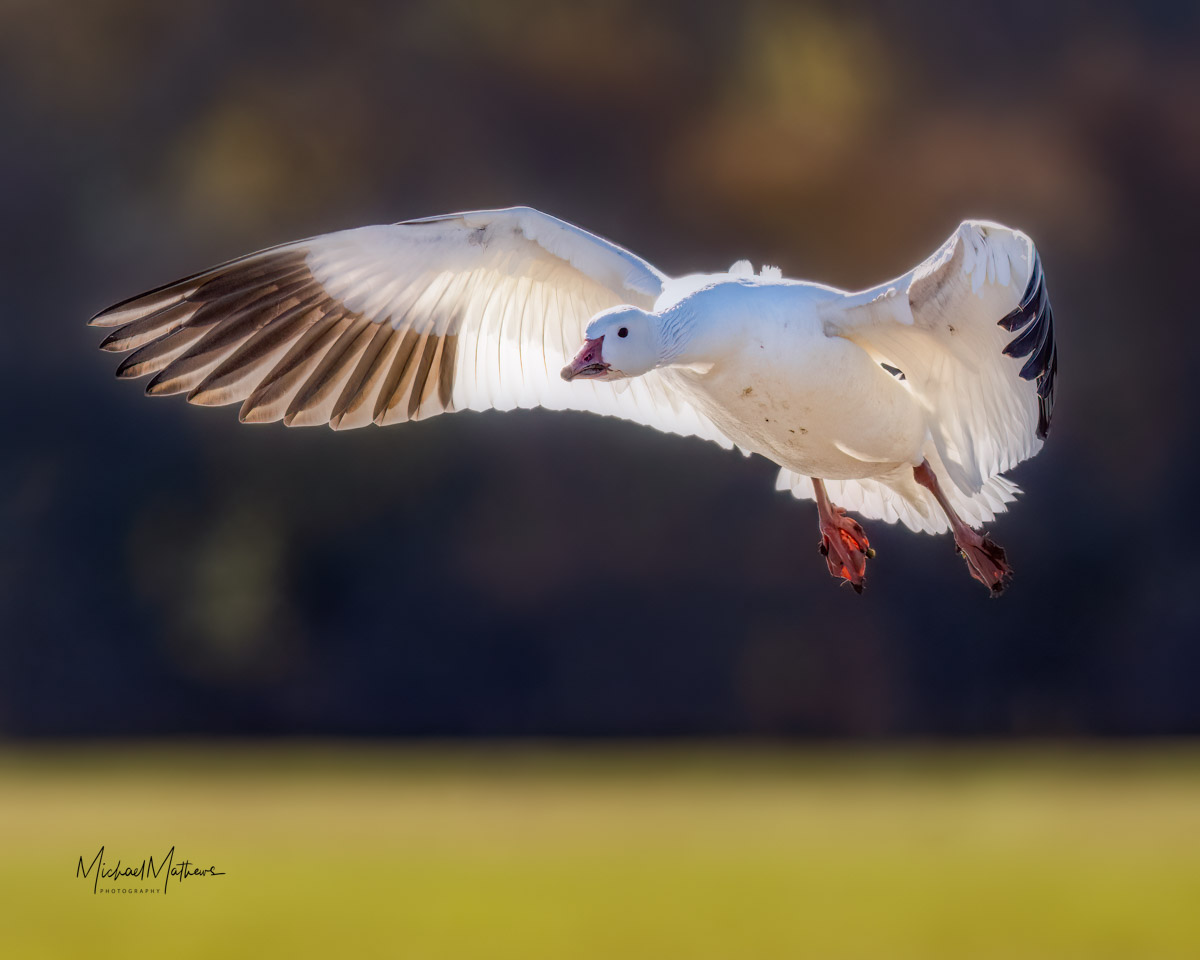 East Texas Bird ID Guide - East Texas Birding