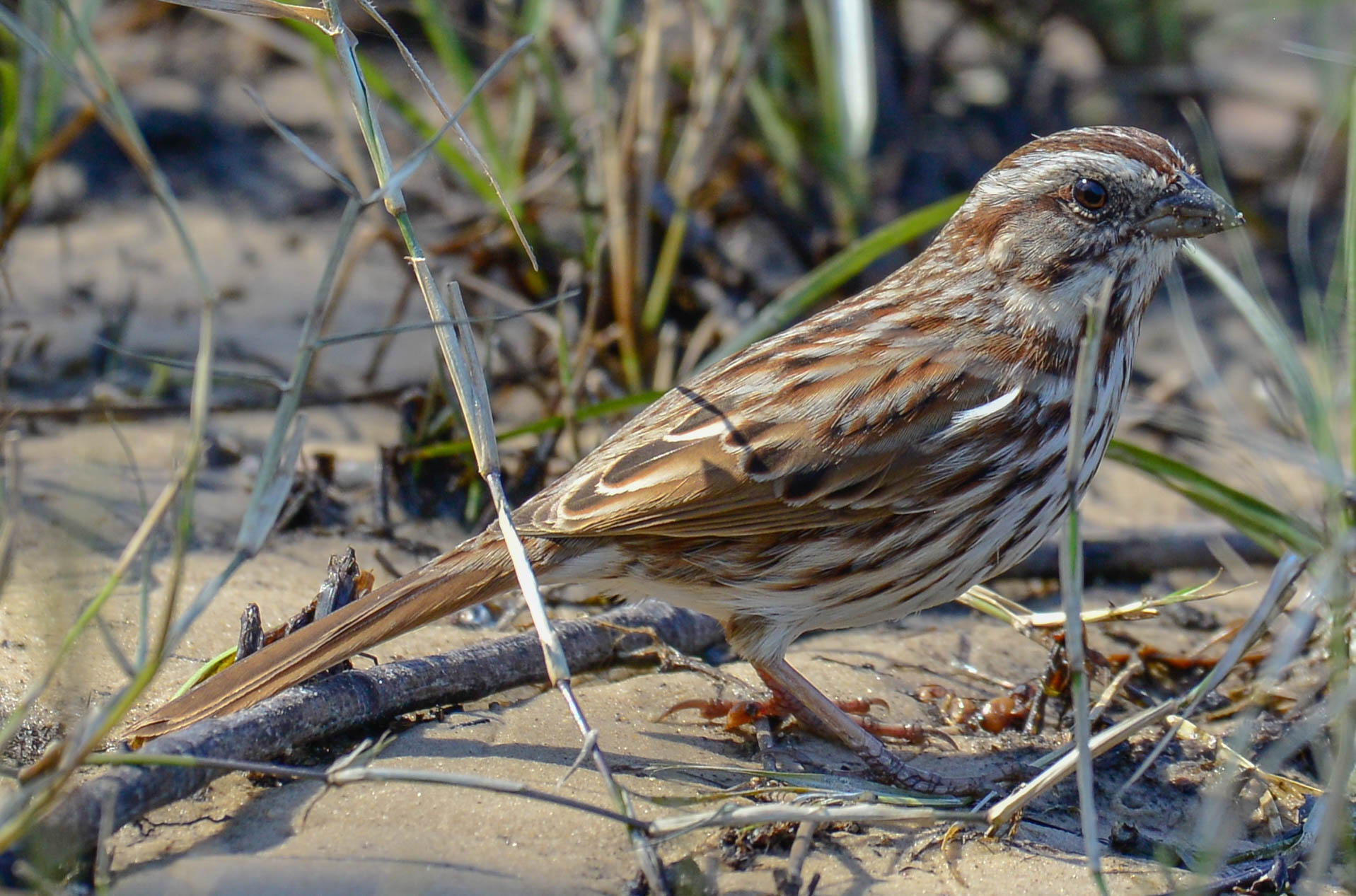 Bird ID - Page 4 - East Texas Birding